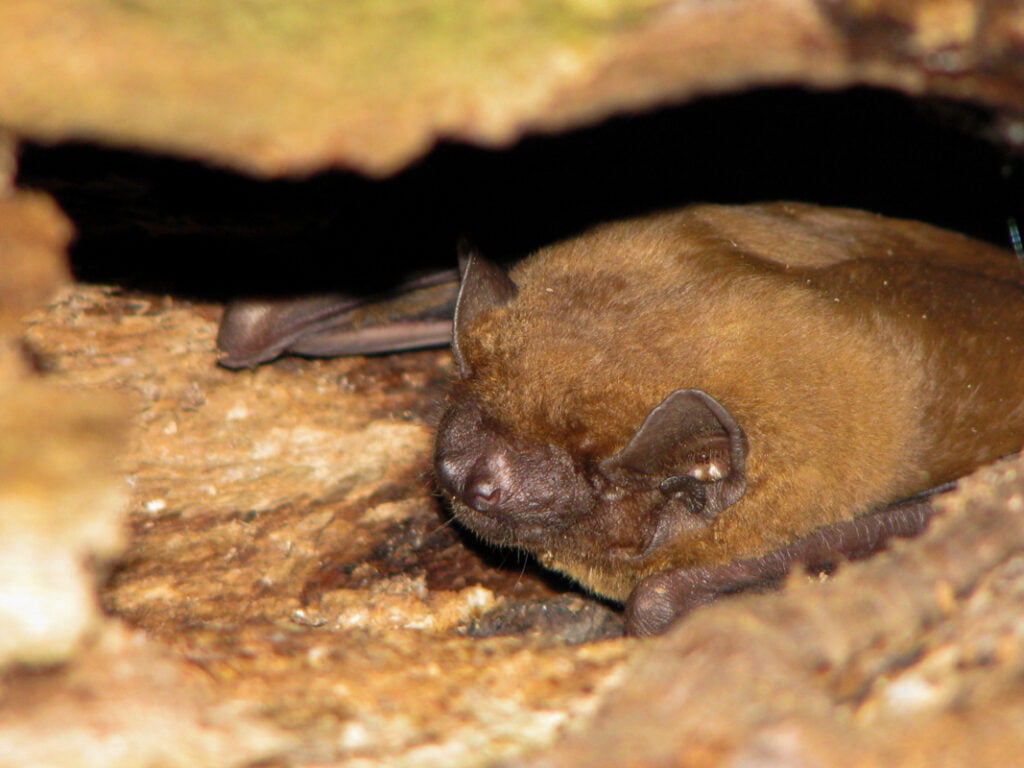 Noctule commune - LPO Anjou